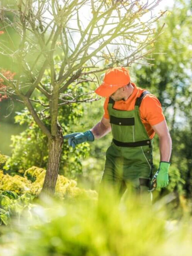 Champion Tree Work - Champion Tree Work