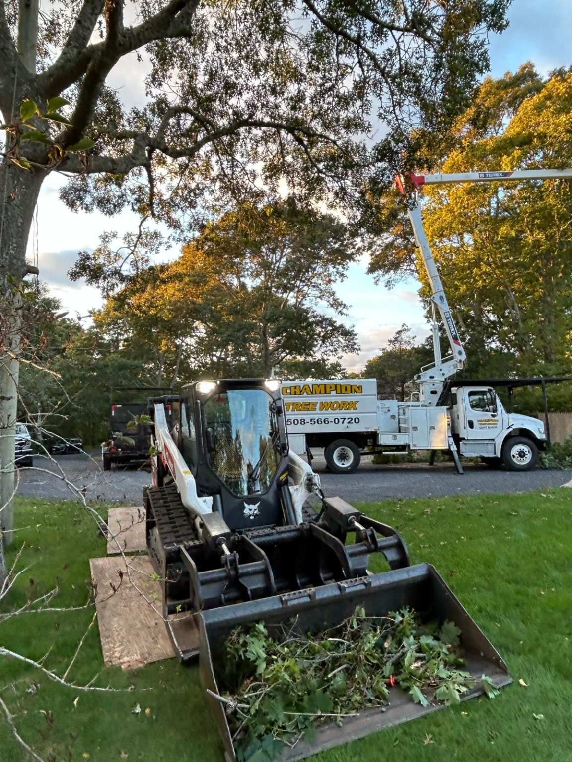 Champion Tree Work - Affordable and reliable tree service company